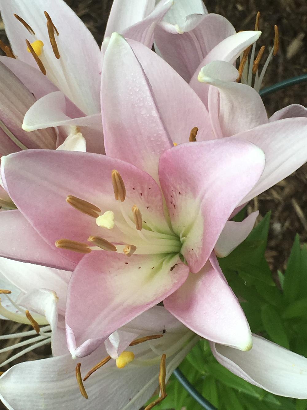 Lily (Lilium 'Party Diamond') in the Lilies Database - Garden.org