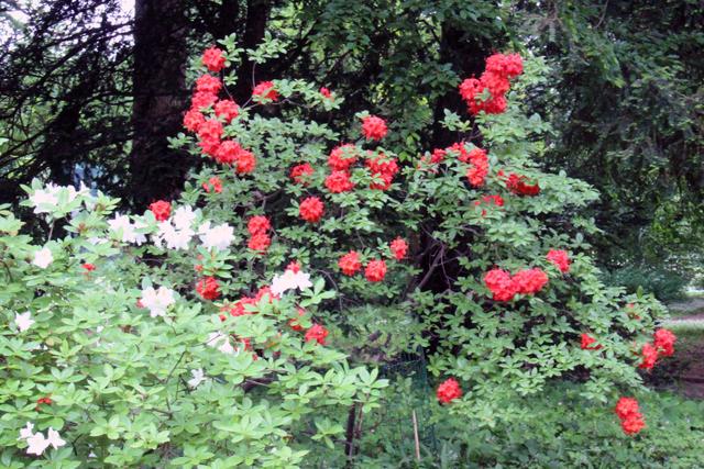 Photo of the entire plant of Azalea (Rhododendron 'Fireball') posted by ...