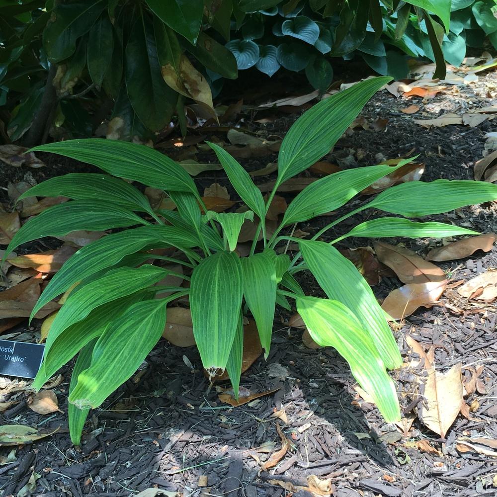 Hosta (Hosta kikutii 'Hyuga Urajiro') in the Hostas Database - Garden.org