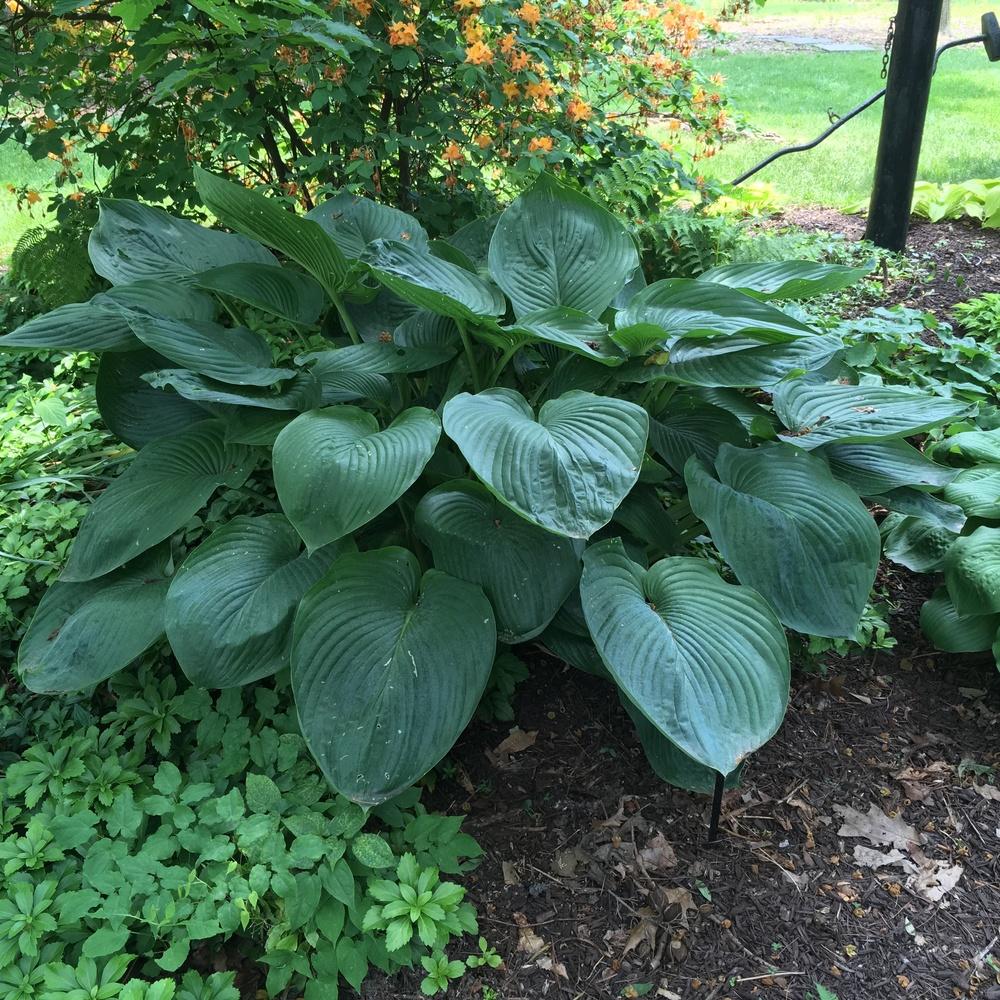 Hosta Shadowland® Empress Wu in the Hostas Database - Garden.org