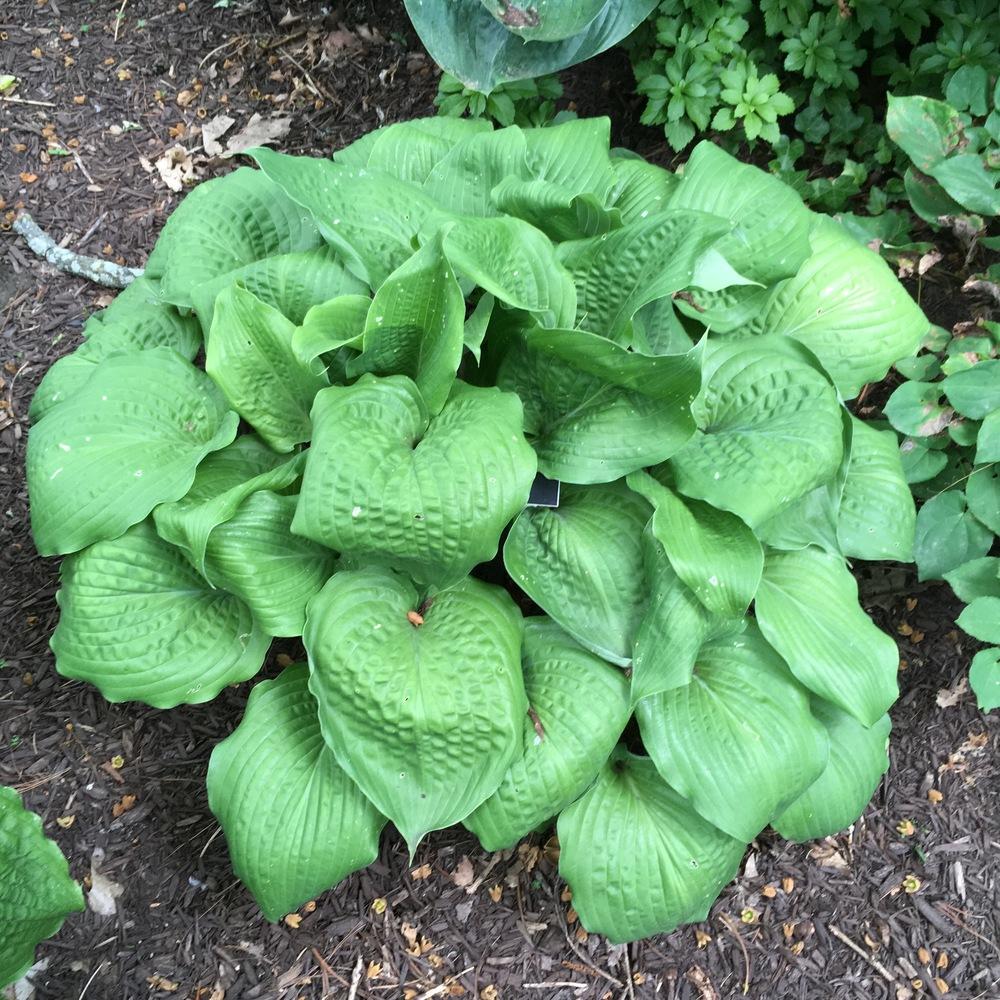 Hosta 'Dragon Fire' in the Hostas Database - Garden.org