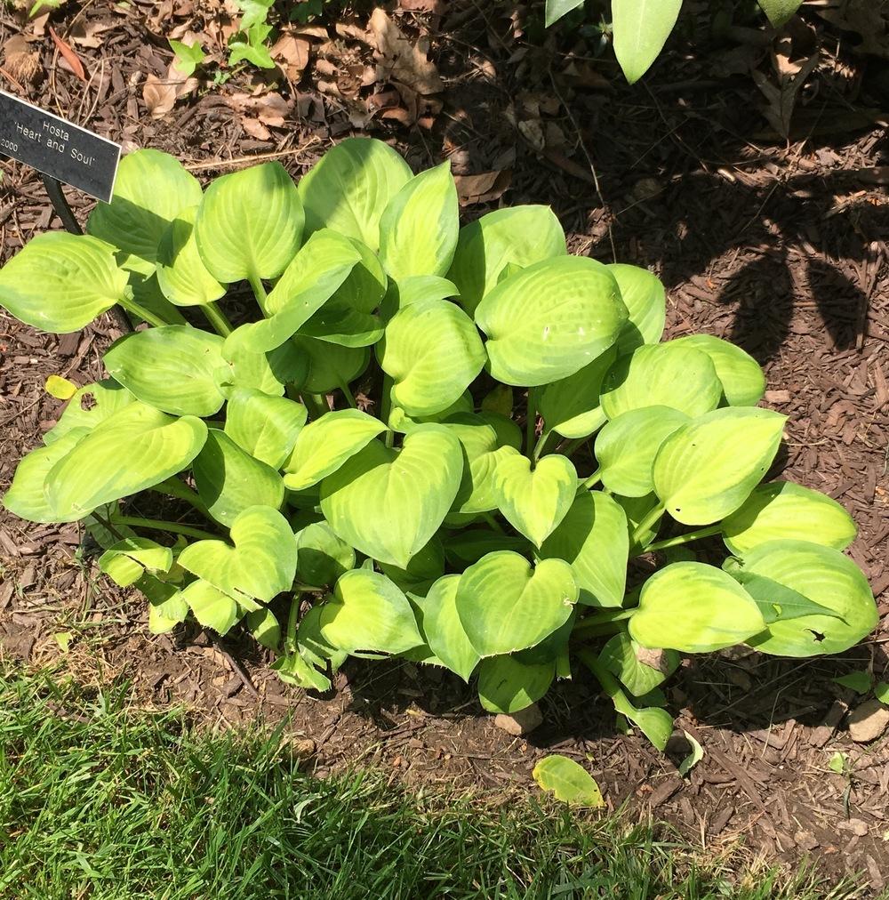 Hosta 'Heart and Soul' in the Hostas Database - Garden.org