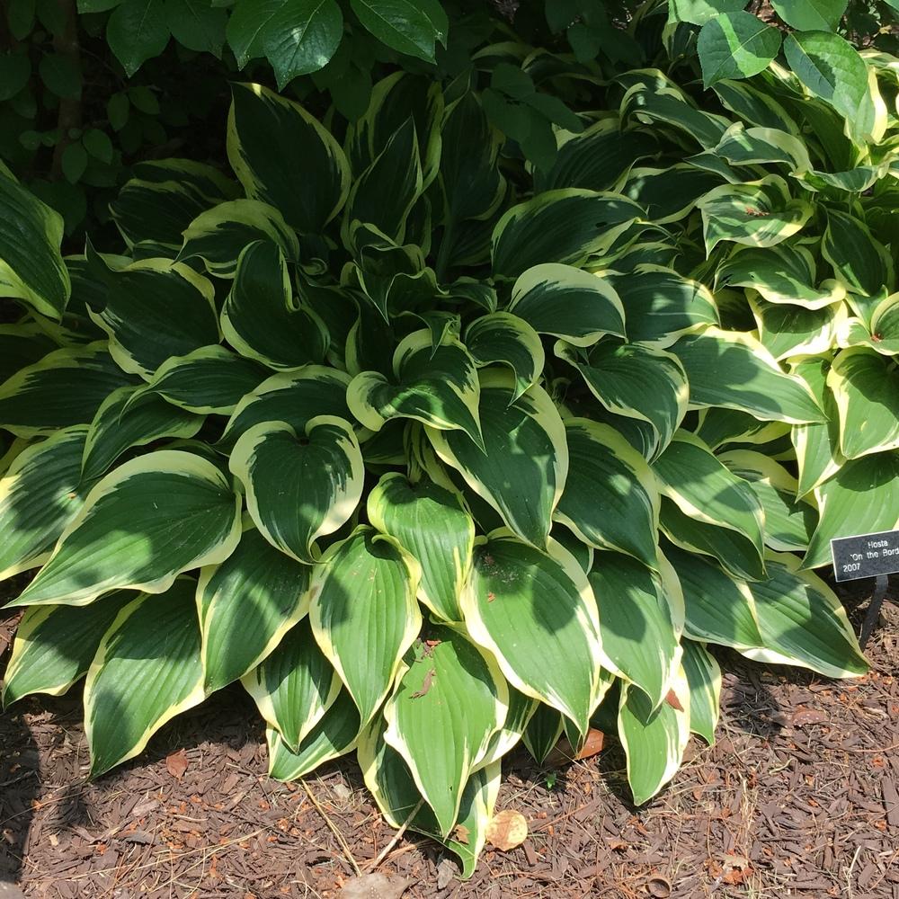 Hosta 'On the Border' in the Hostas Database - Garden.org