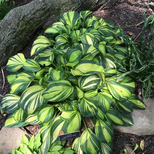Hosta 'Rainbow's End' in the Hostas Database - Garden.org