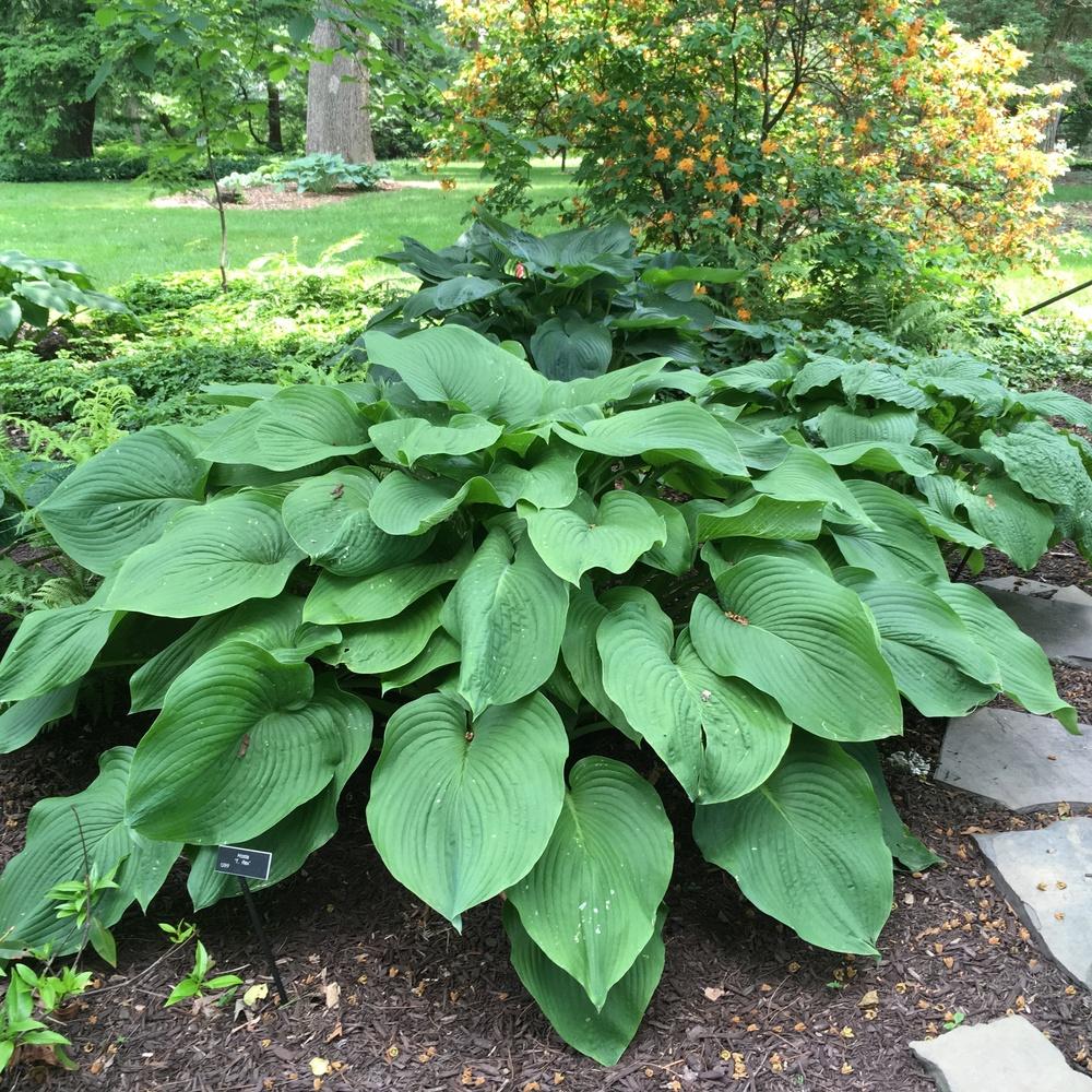 Hosta 'T-rex' in the Hostas Database - Garden.org