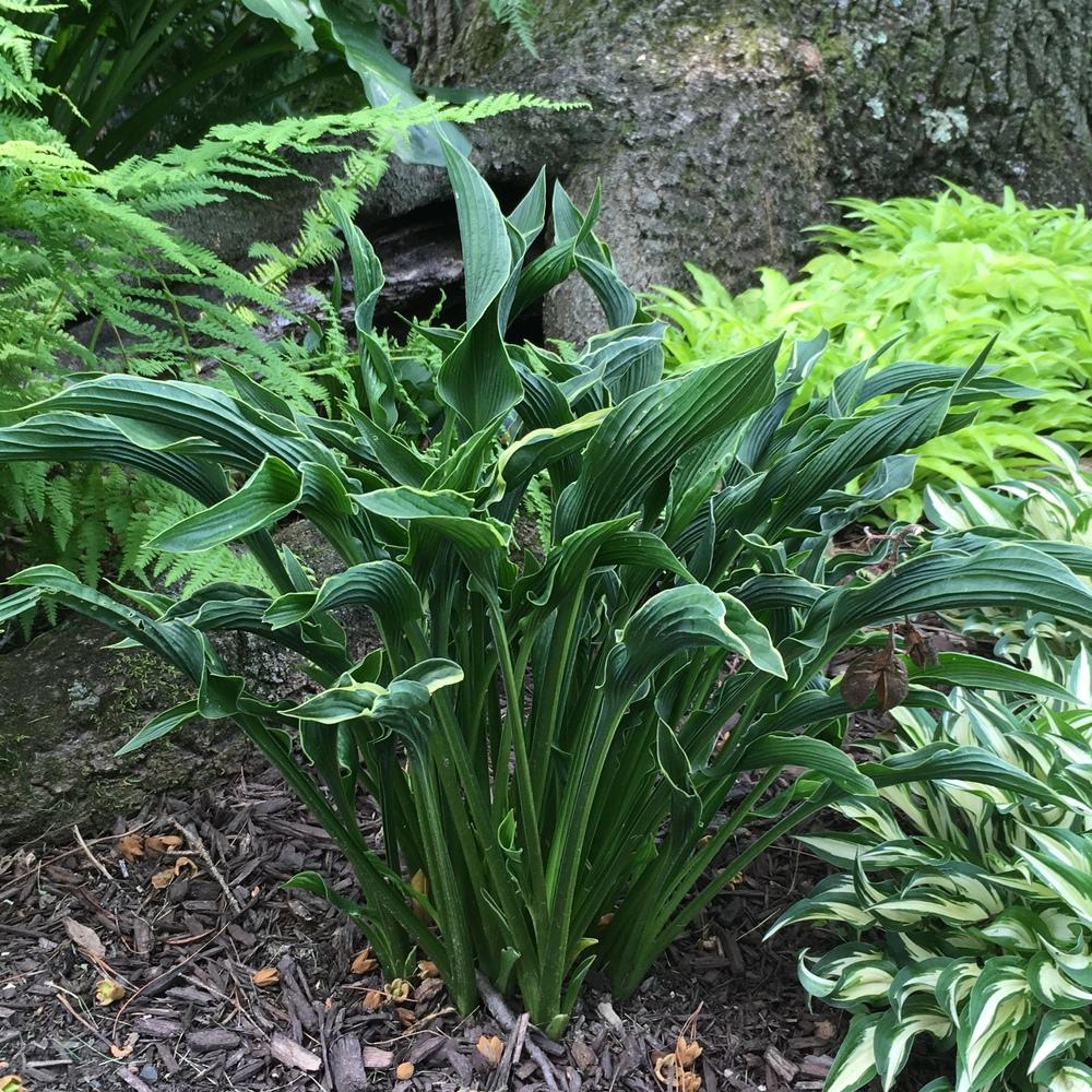 Photo of the entire plant of Hosta 'Praying Hands' posted by csandt ...
