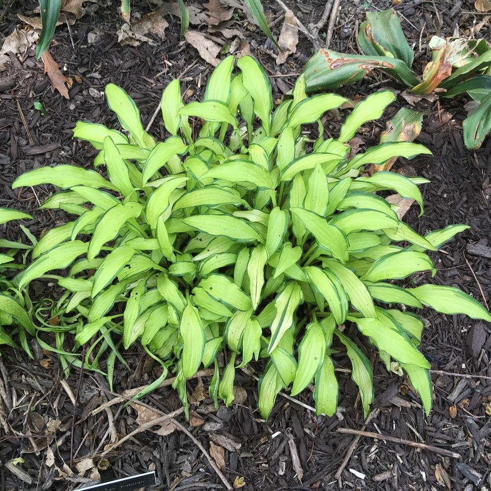 Photo of the entire plant of Hosta (Hosta sieboldii 'Kabitan') posted ...