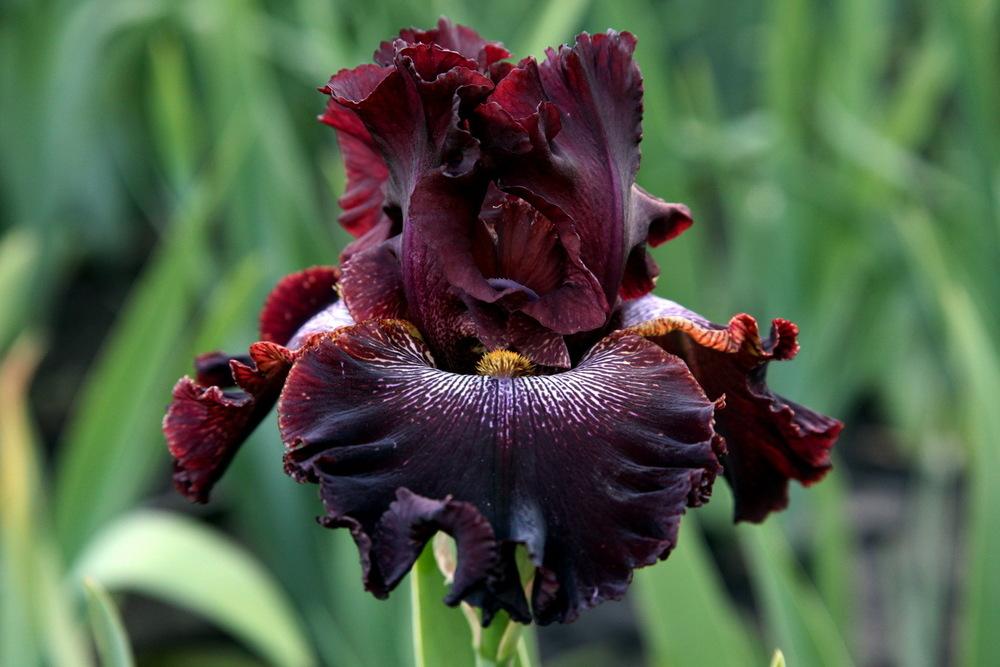 Photo of the entire plant of Tall Bearded Iris (Iris 'Ruby Tracery ...
