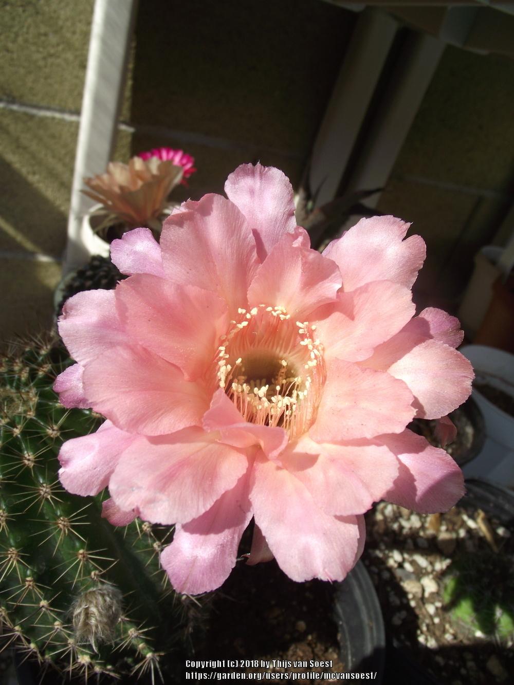 Echinopsis Hybrid (Echinopsis 'Sunset') - Garden.org