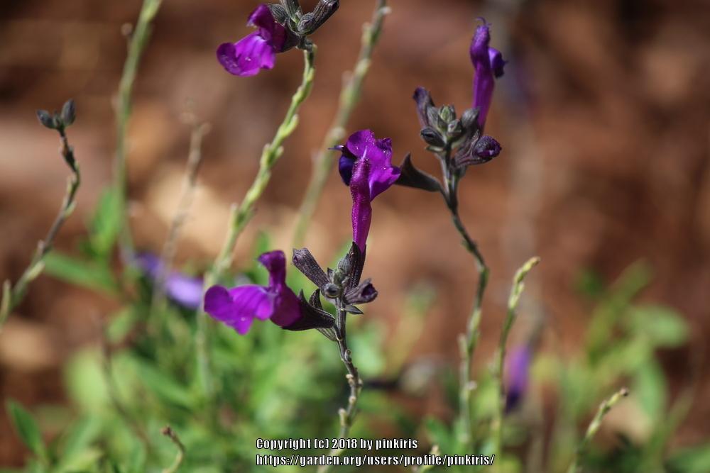 Photo of the bloom of Autumn Sage (Salvia greggii Mirage™ Deep Purple ...