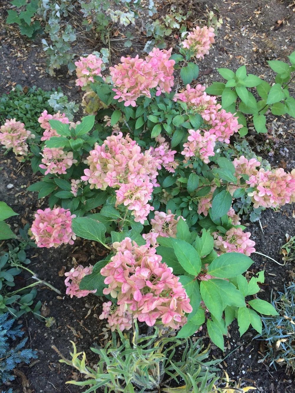 Panicle Hydrangea (Hydrangea paniculata Pinkachu®) in the Hydrangeas ...