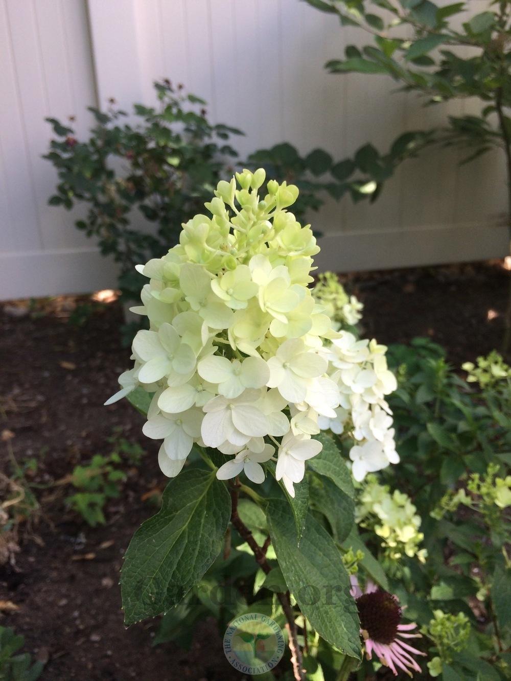 Photo of the bloom of Panicle Hydrangea (Hydrangea paniculata Pinkachu ...