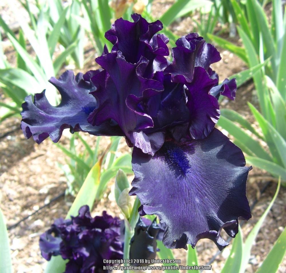 Photo of the bloom of Tall Bearded Iris (Iris 'Raven Girl') posted by ...
