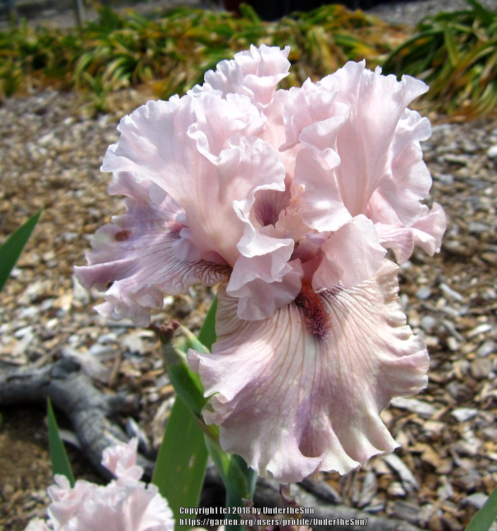 Tall Bearded Iris (Iris 'In the Moment') in the Irises Database ...