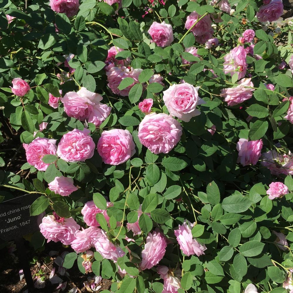 Rose (Rosa 'Juno') in the Roses Database - Garden.org