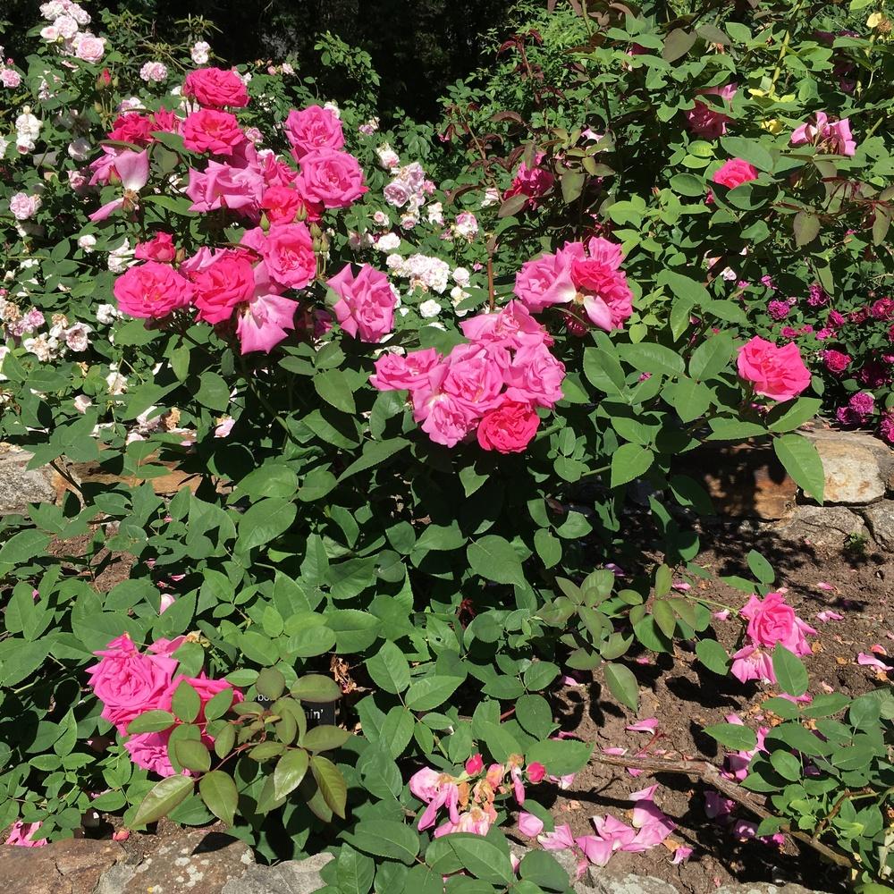 Photo of the entire plant of Rose (Rosa 'Zephirine Drouhin') posted by ...