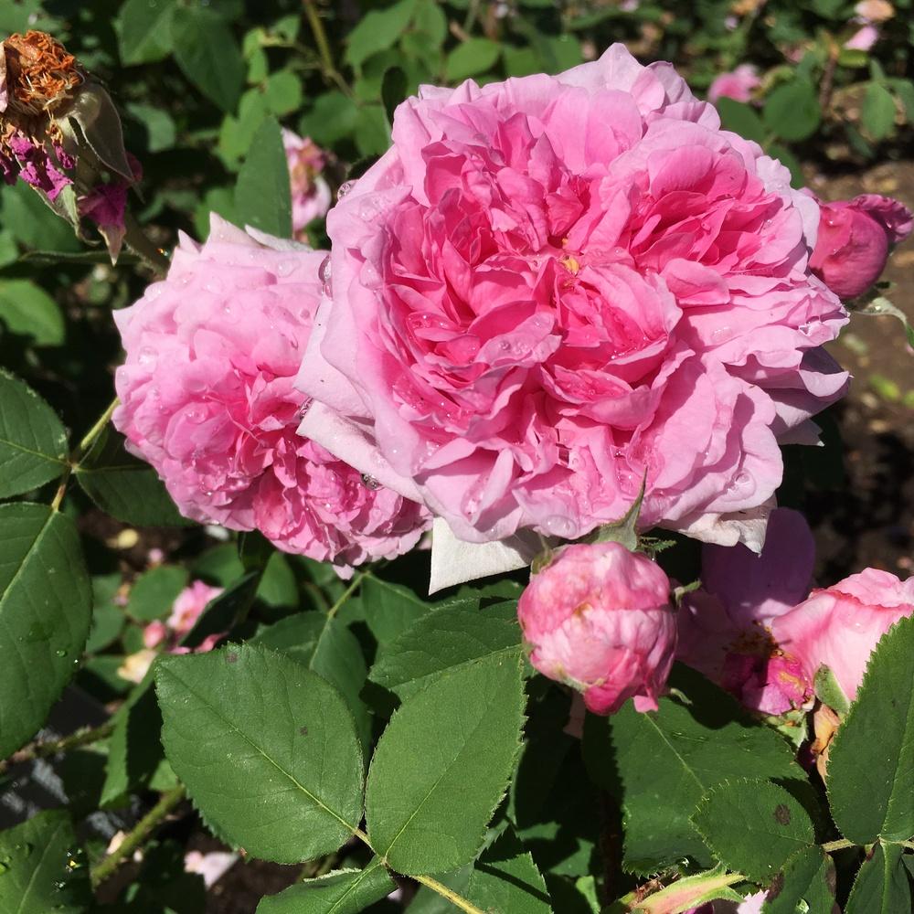 Rose (Rosa 'Madame Boll') in the Roses Database - Garden.org