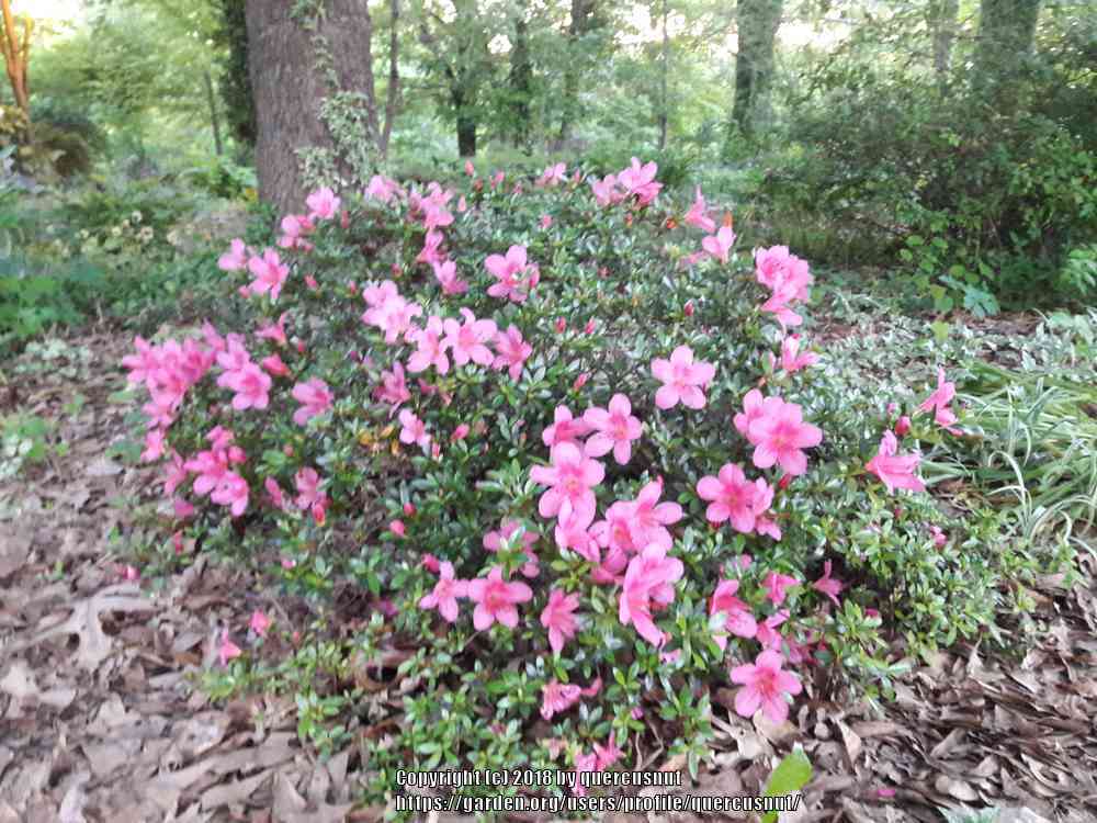 Azalea (Rhododendron 'Chinzan') in the Rhododendrons Database - Garden.org