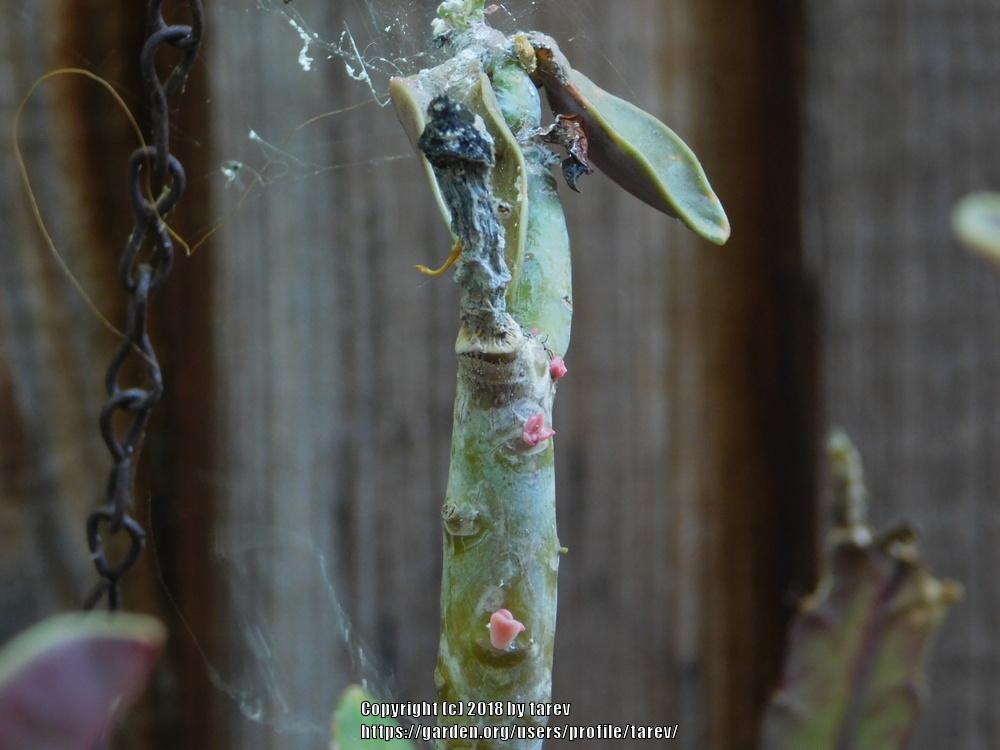 Squishy Succulent in the Plant ID forum - Garden.org