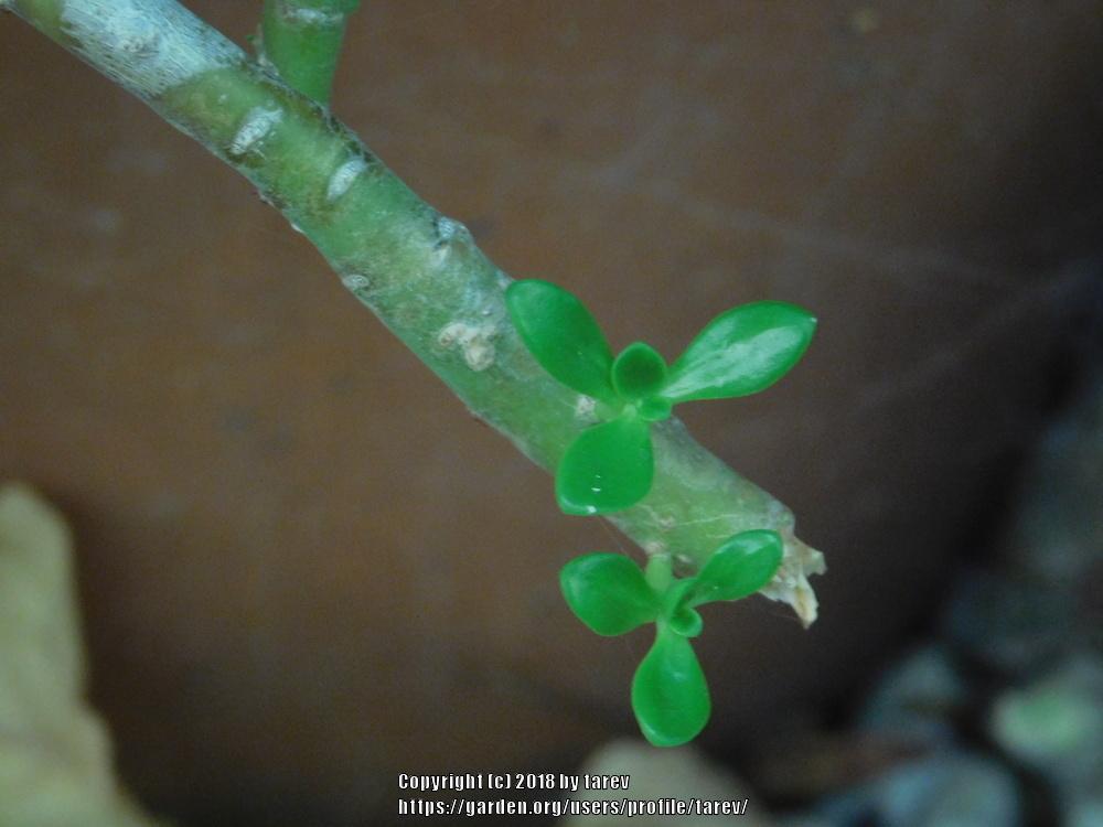 Squishy Succulent in the Plant ID forum - Garden.org