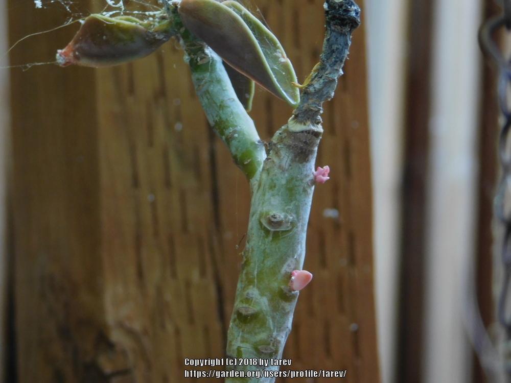 Squishy Succulent in the Plant ID forum - Garden.org