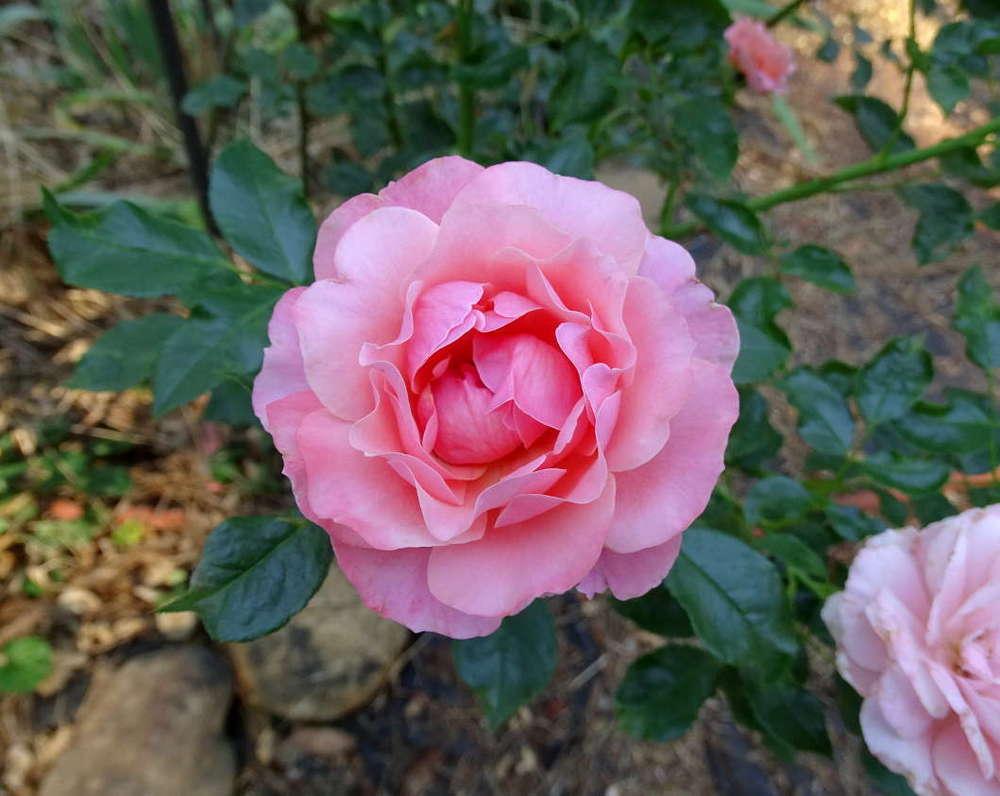 Rose (Rosa 'Botticelli') in the Roses Database - Garden.org