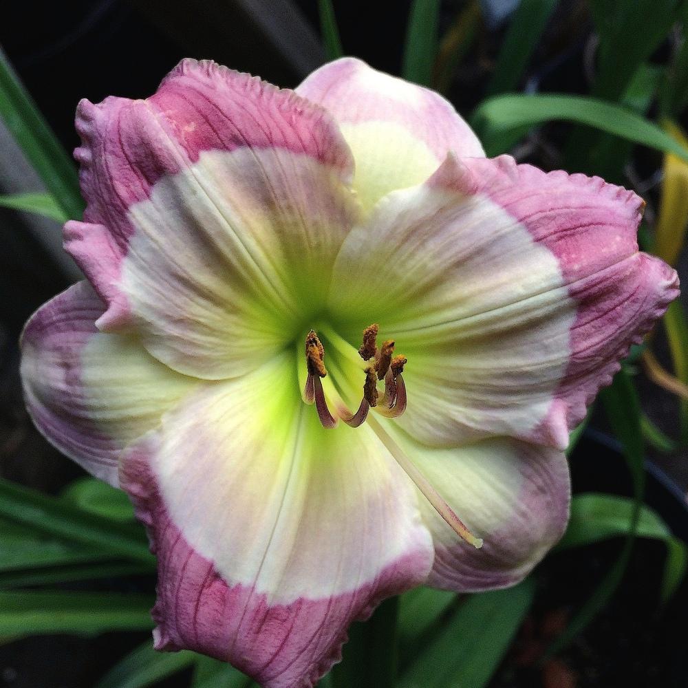 Daylilies: Plant Care and Collection of Varieties - Garden.org