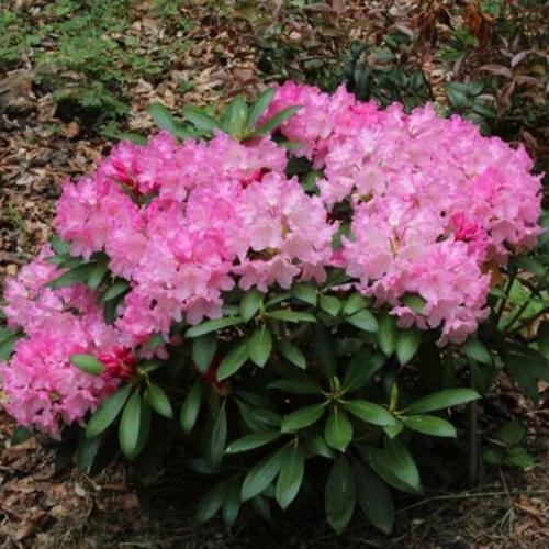 Rhododendron 'Kalinka' in the Rhododendrons Database - Garden.org