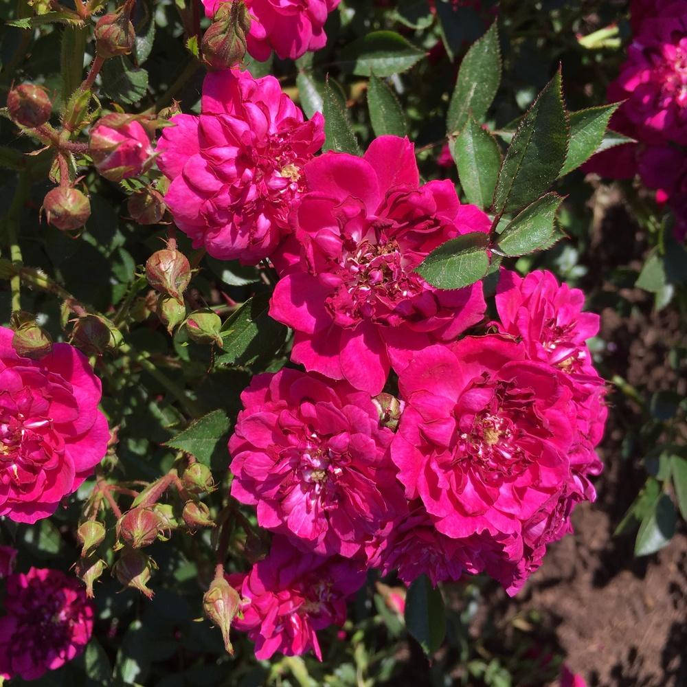 Rose (Rosa 'Purple Rain') in the Roses Database - Garden.org