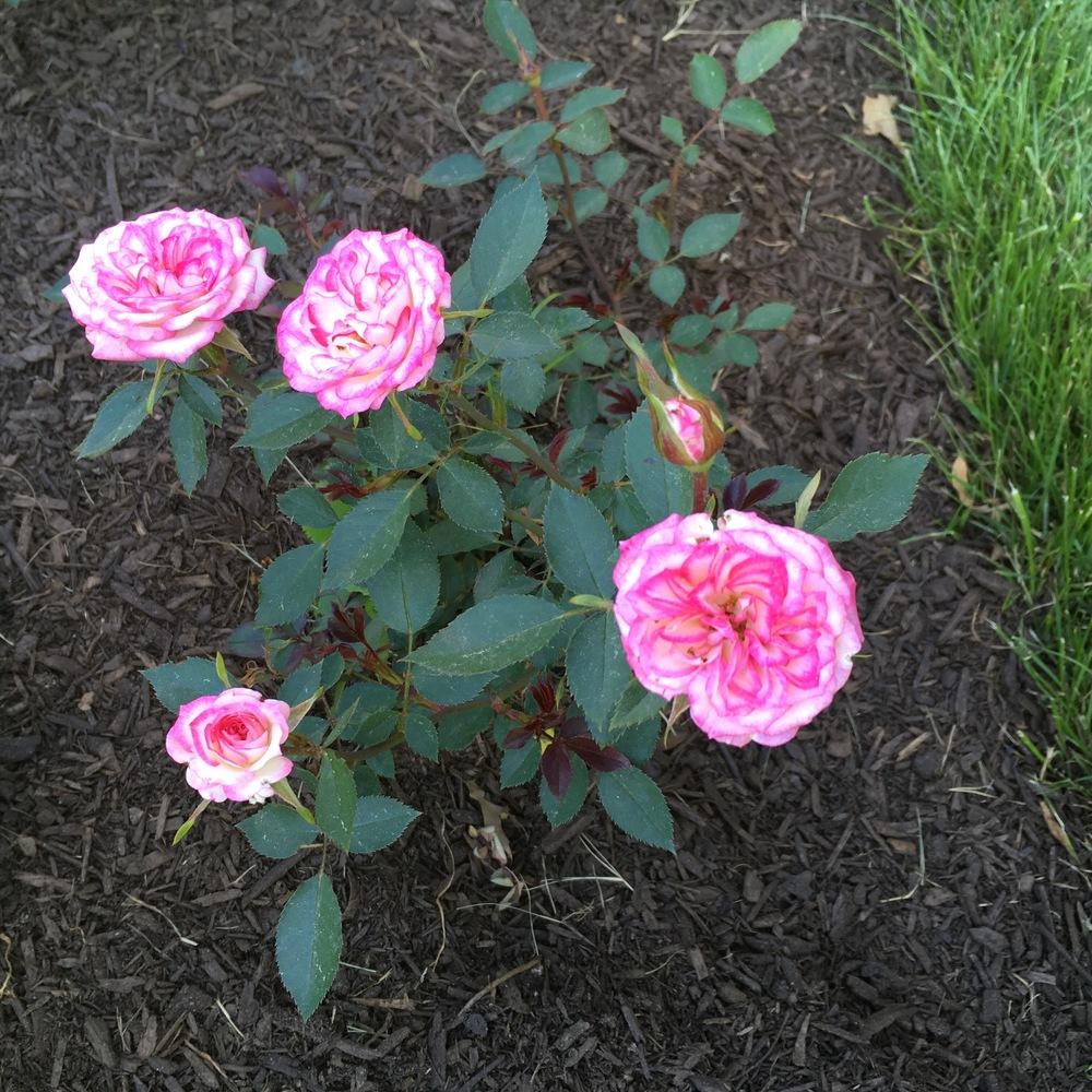 Photo of the entire plant of Rose (Rosa 'Magic Carrousel') posted by ...