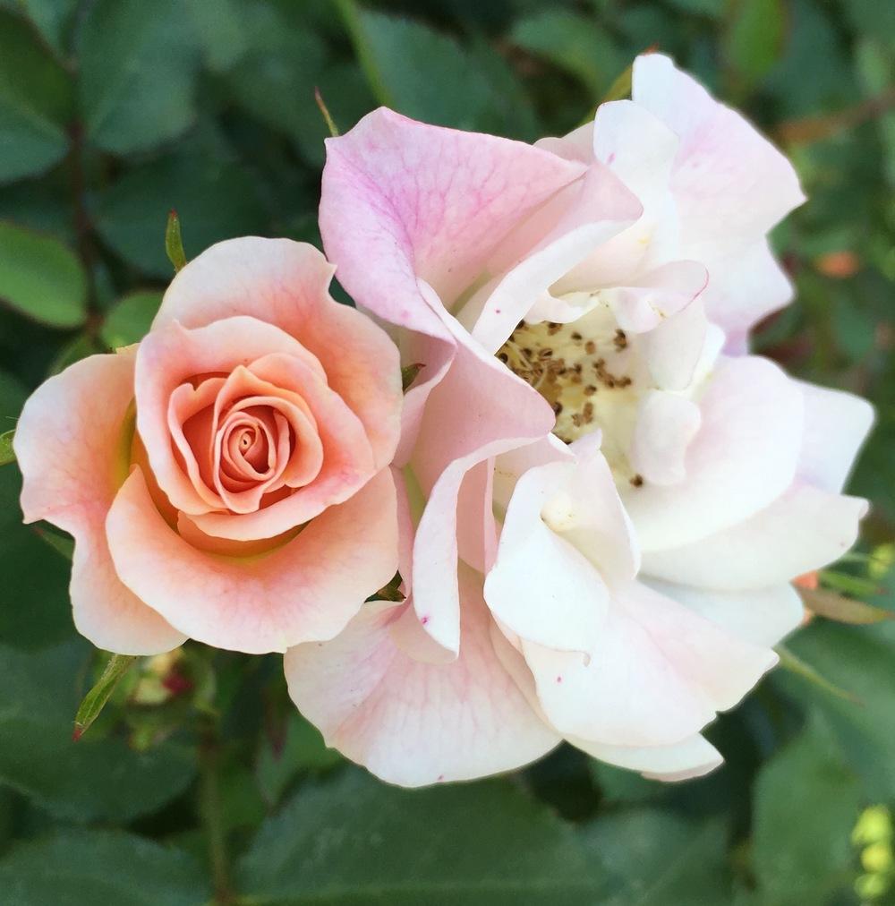 Rose (Rosa 'Mystic Meidiland') in the Roses Database - Garden.org