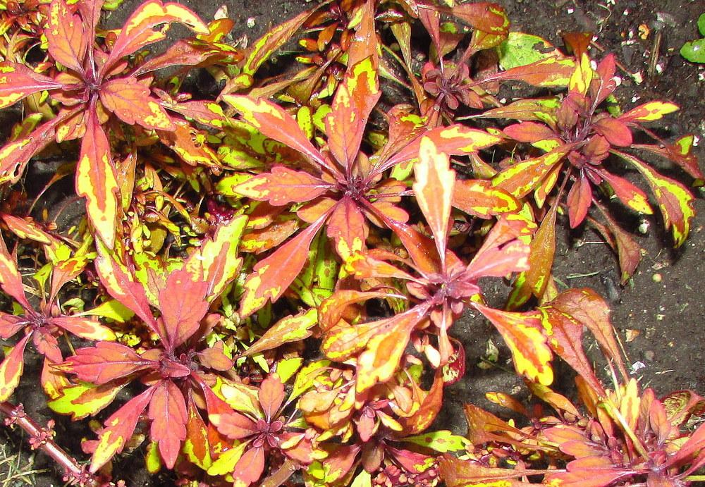 Photo of the leaves of Coleus (Coleus scutellarioides Fancy Feathers ...