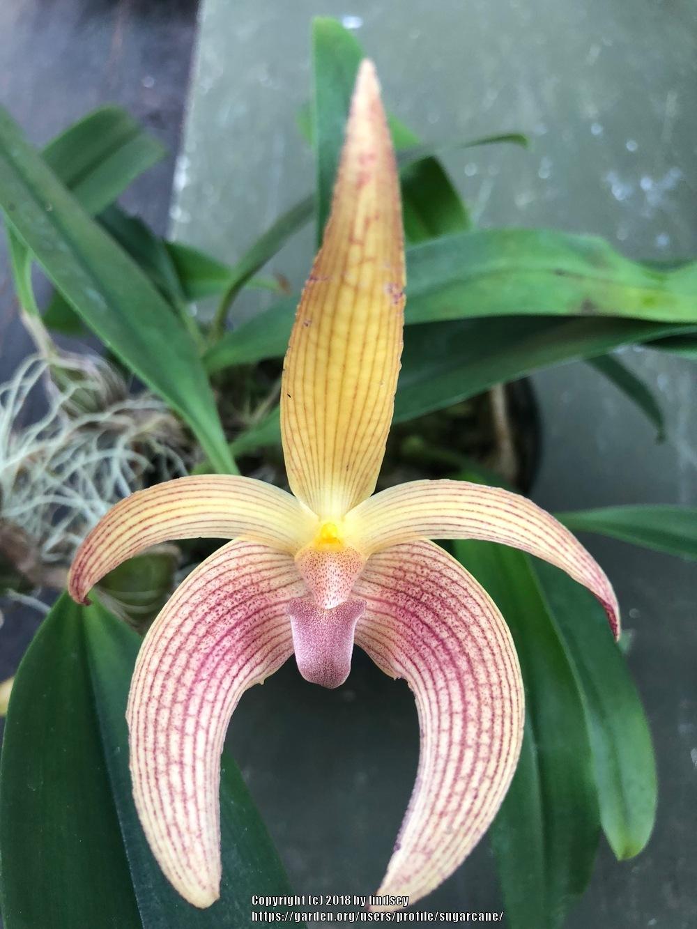 Orchid (Bulbophyllum Jan Ragan) - Garden.org