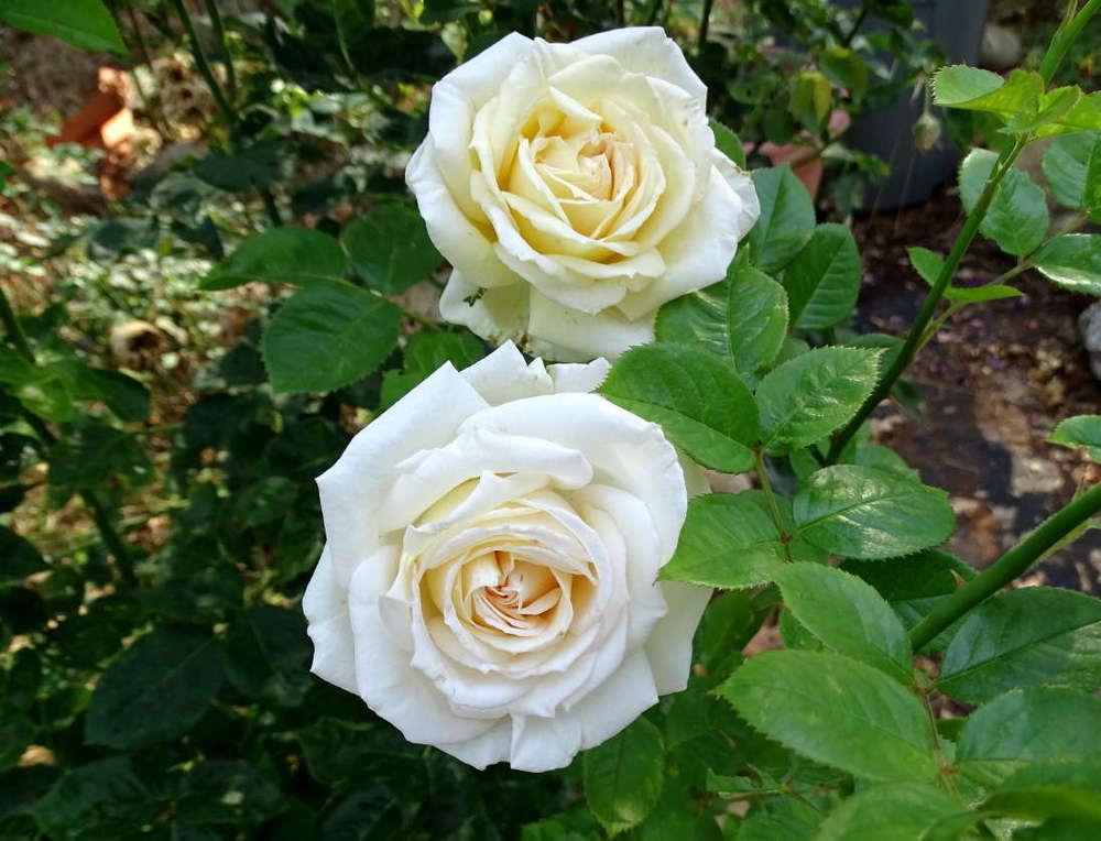 Photo of the bloom of Rose (Rosa 'Madame Anisette') posted by Beth ...