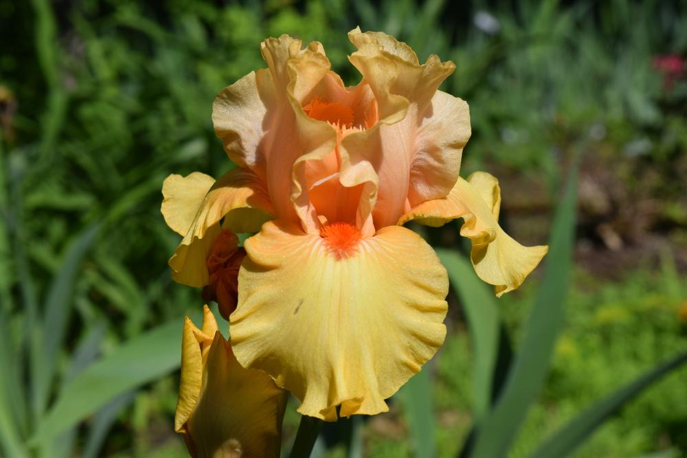 Tall Bearded Iris (Iris 'Gather Round') in the Irises Database - Garden.org