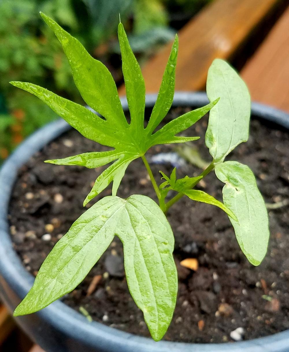 Cardinal Climber (Ipomoea x multifida 'Apricot Candy') in the Morning ...