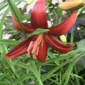 Lily (Lilium 'Red Velvet') in the Lilies Database - Garden.org