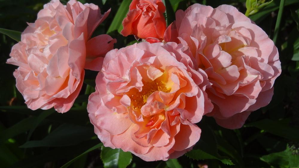 Rose (Rosa 'Marie Curie') in the Roses Database - Garden.org