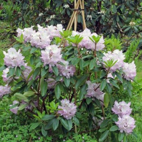 Rhododendron 'Lavender Girl' in the Rhododendrons Database - Garden.org