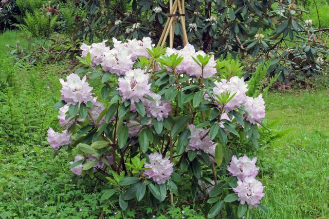Rhododendron 'Lavender Girl' in the Rhododendrons Database - Garden.org