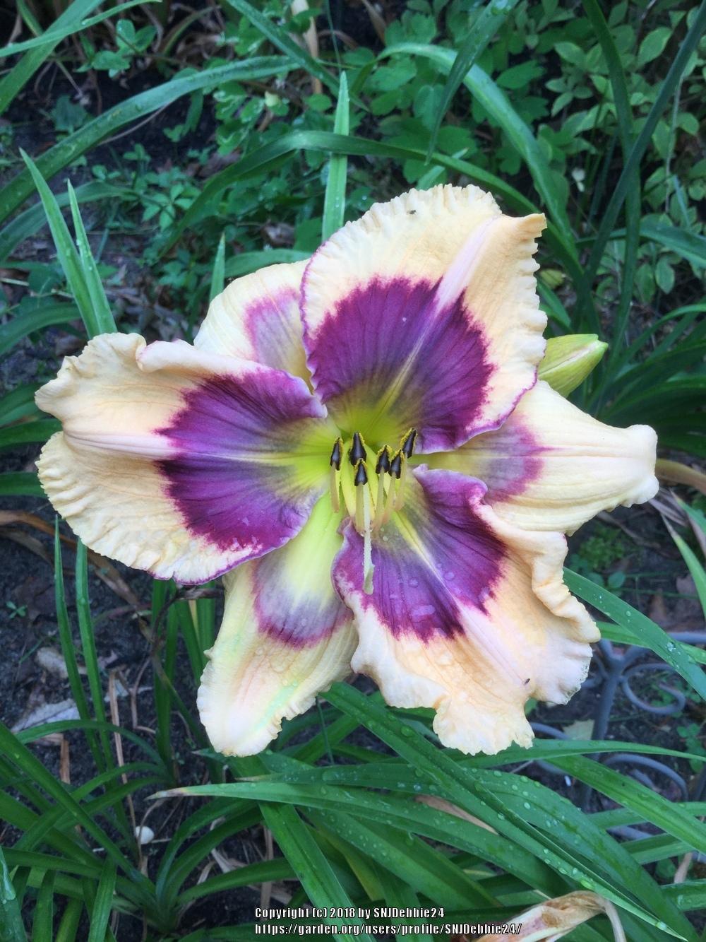 Photo of the bloom of Daylily (Hemerocallis 'Fancy Face') posted by SNJDebbie24 - Garden.org