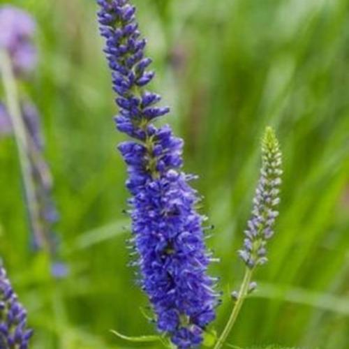 Speedwell (Veronica longifolia 'Blue Giant') in the Veronicas Database ...