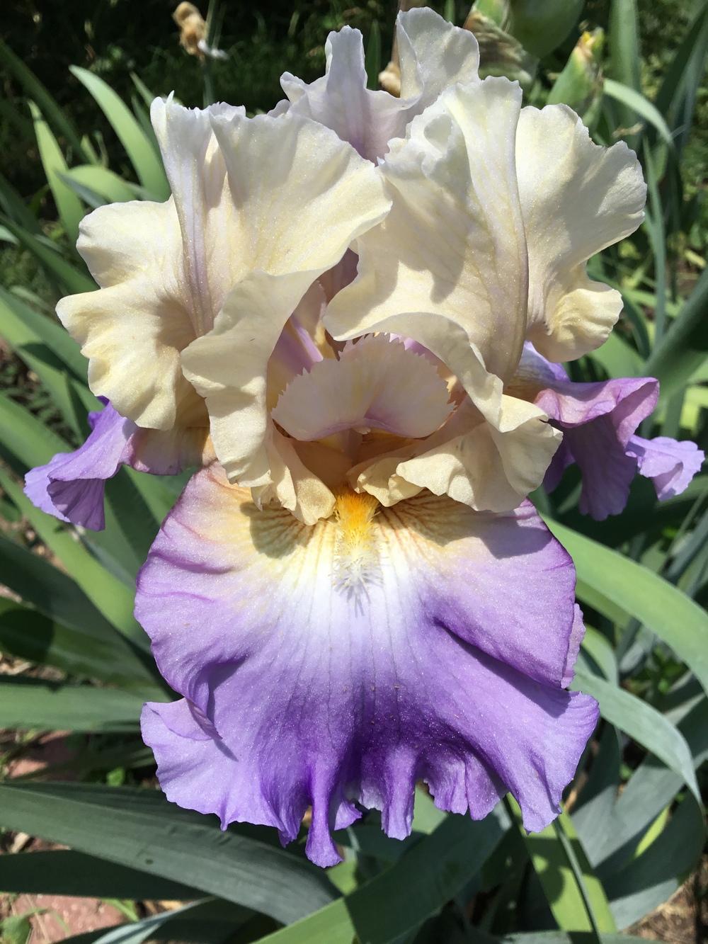 Photo of the bloom of Tall Bearded Iris (Iris 'Mother Earth') posted by ...