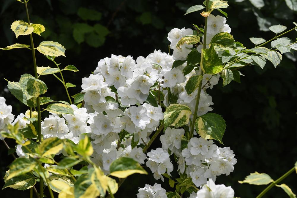 Mock Oranges: Plant Care and Collection of Varieties - Garden.org