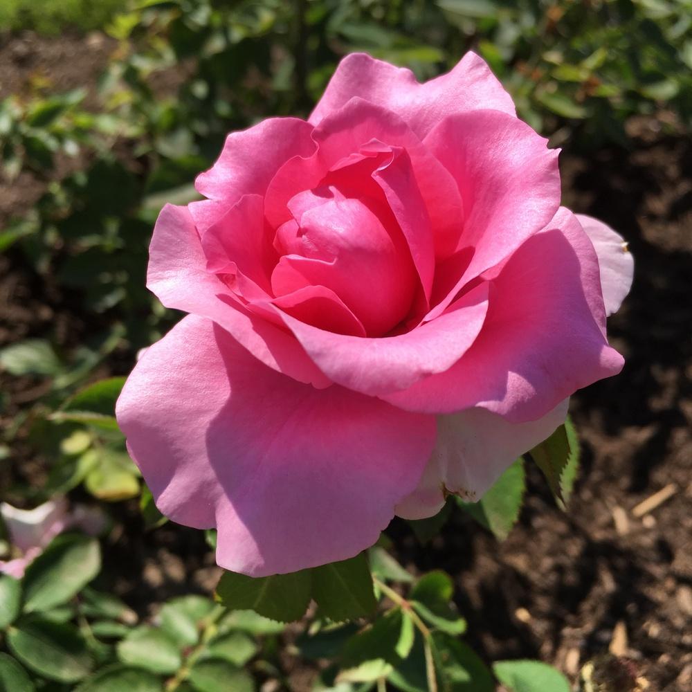Photo of the bloom of Rose (Rosa 'Earth Song') posted by csandt ...