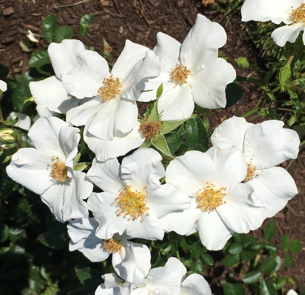 Rose (Rosa 'Starry Night') in the Roses Database - Garden.org