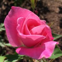 Rose (Rosa 'Simplicity') in the Roses Database - Garden.org