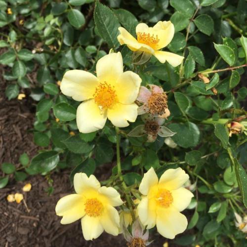 Rose (Rosa 'Baby Love') in the Roses Database - Garden.org