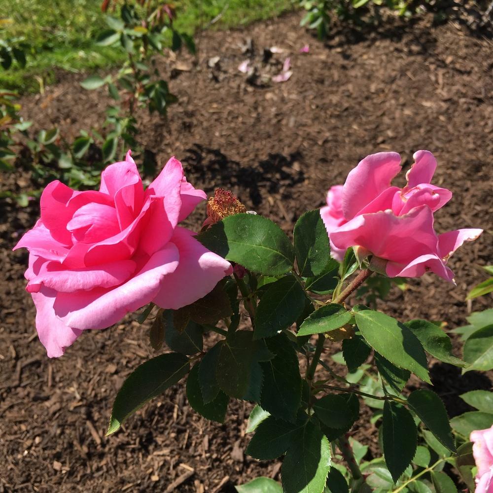Photo of the bloom of Rose (Rosa 'Earth Song') posted by csandt ...