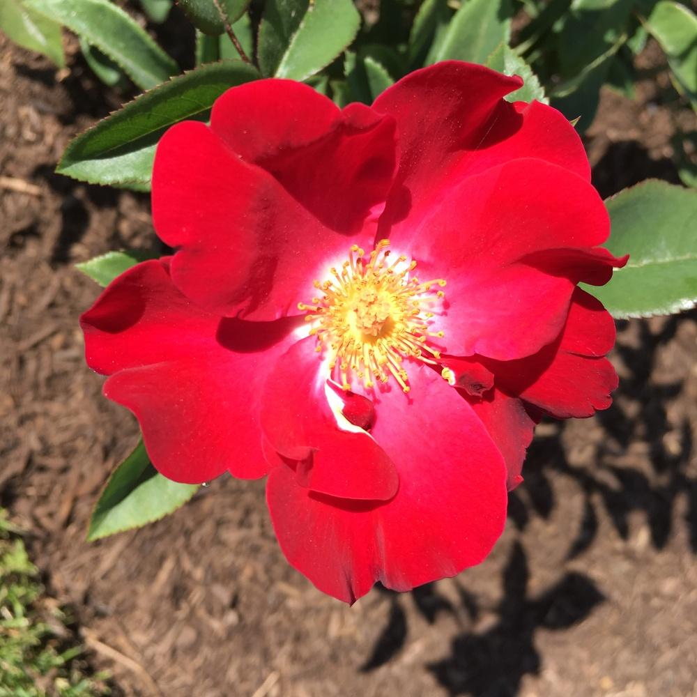 Photo of the bloom of Rose (Rosa 'Top Gun 2013') posted by csandt ...